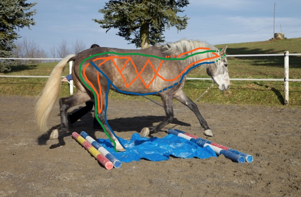 Faszien-Weiterbildung für Therapeuten / Trainer / Reitlehrer ...